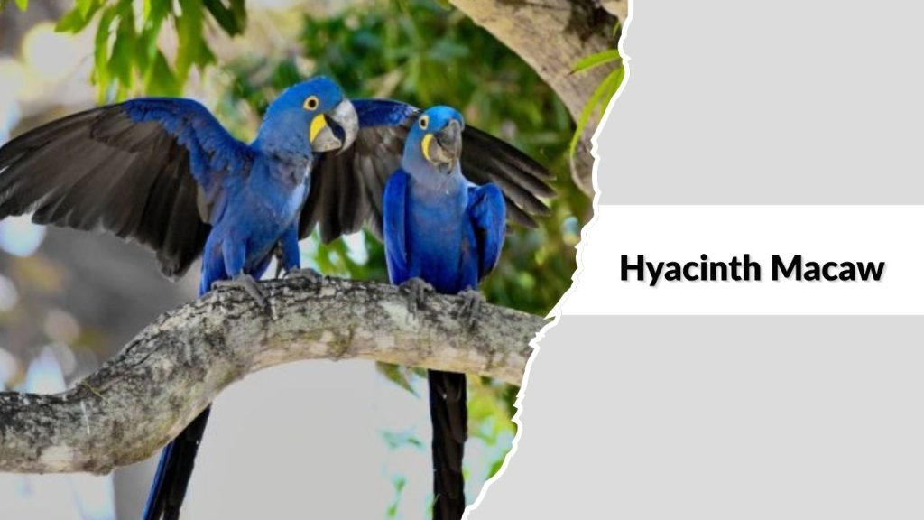 21 Types of Macaw Birds: Species Identification with Pictures