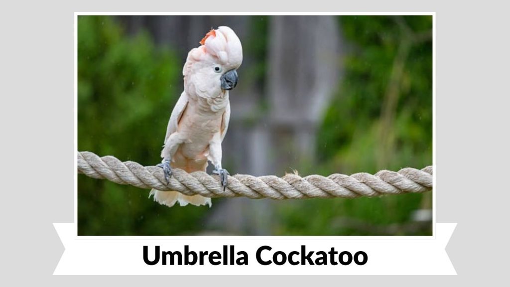 21 Different species of Cockatoos : Types Identification with Pictures