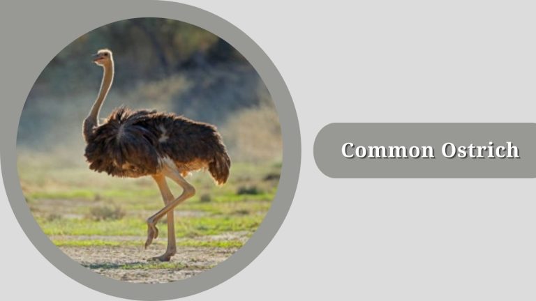 21 Common Types of Ostriches: Habitat, Diet, Identification with Pictures