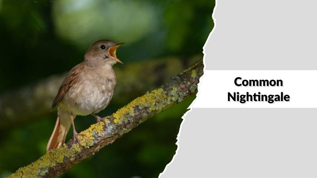 7 Common Types of Nightingale: Different Species Identification