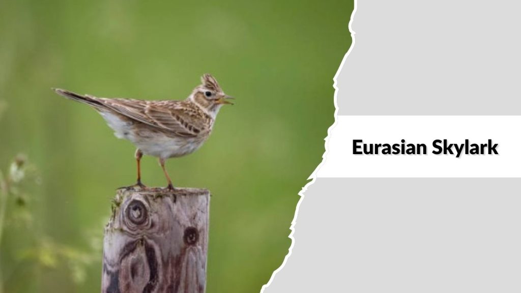 8 Types of Skylark: Different Species Identification