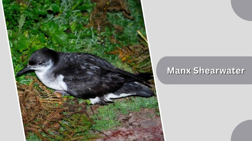 18 Common Types of Shearwater Birds: Identification with Picture