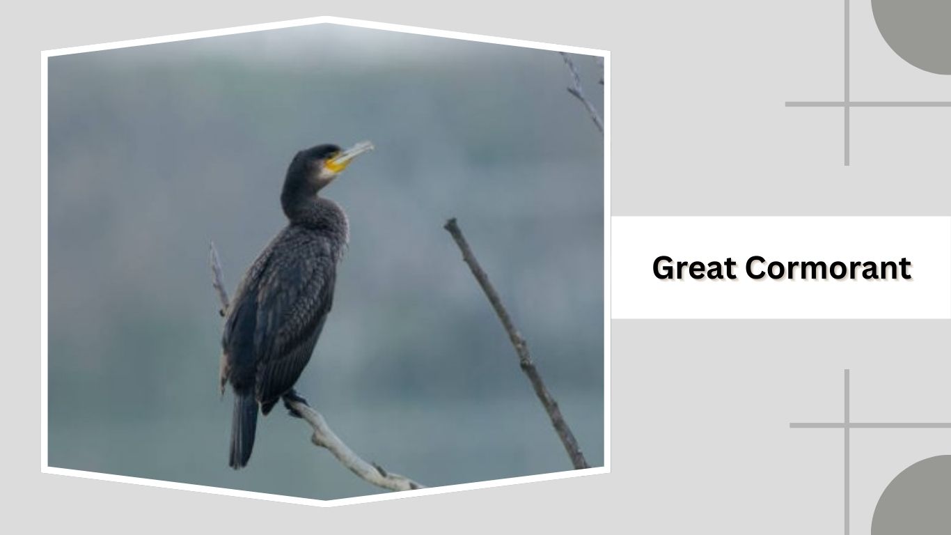 25 Types of Cormorant: Identification with Picture