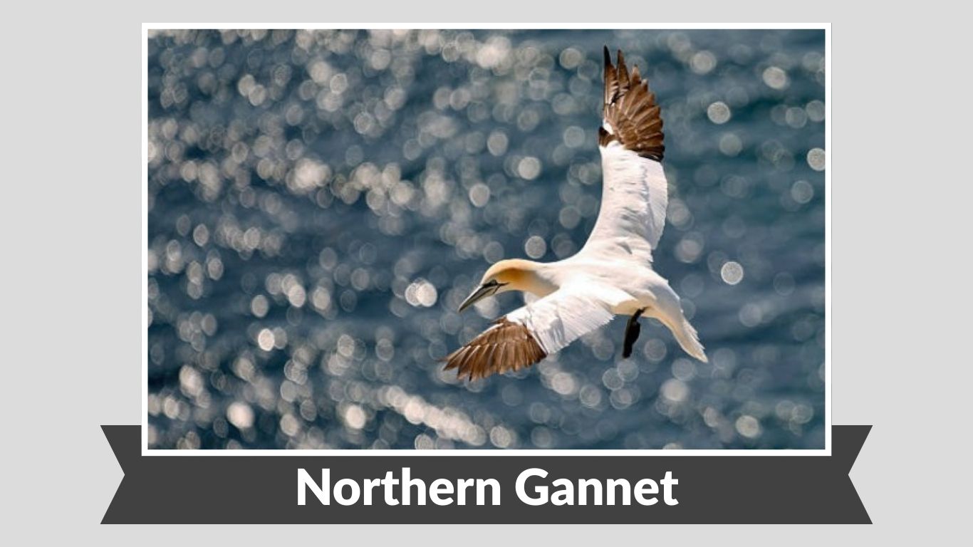 7 Types of Gannet Birds: Identification with Picture