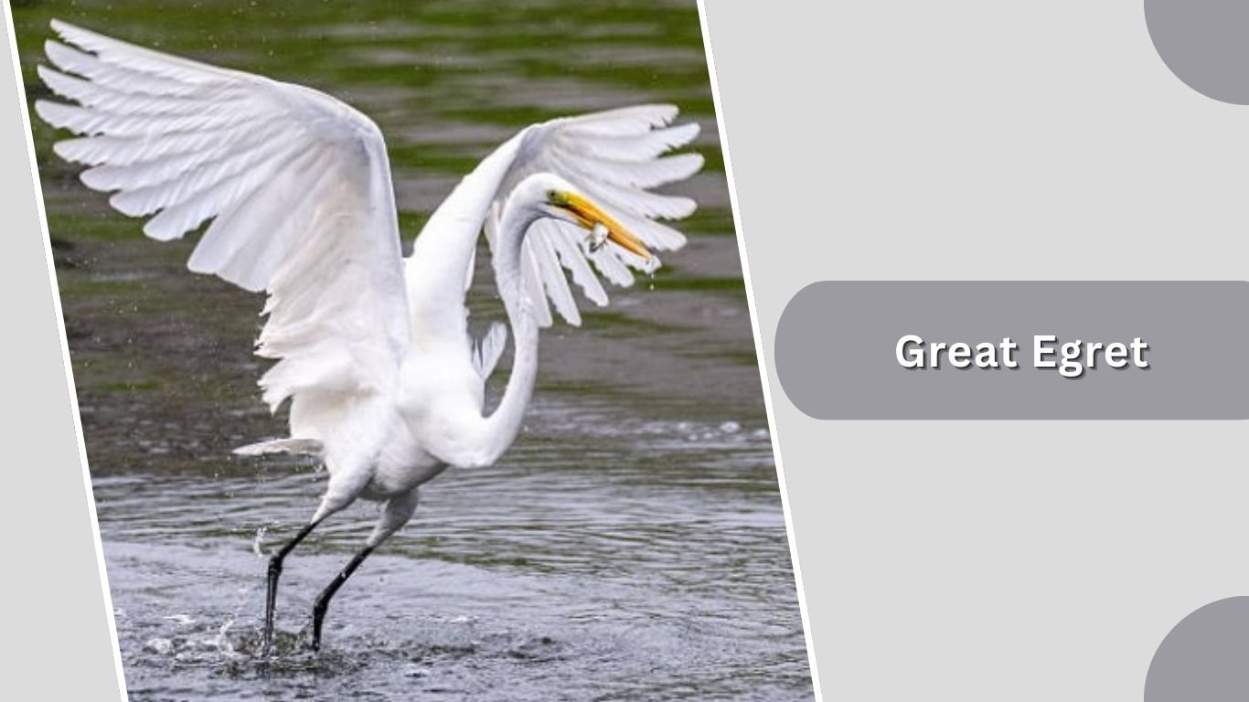 8 Types of Egret: Different Species Identification with Pictures