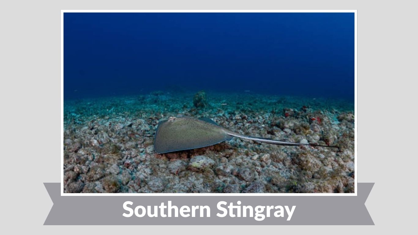 25 Types of Stingray Fish: Identification with Picture