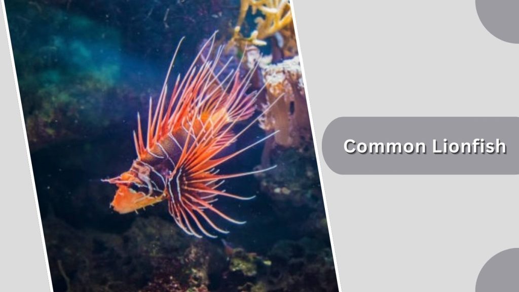 12 Types of Lionfish: Different Species Identification with Pictures