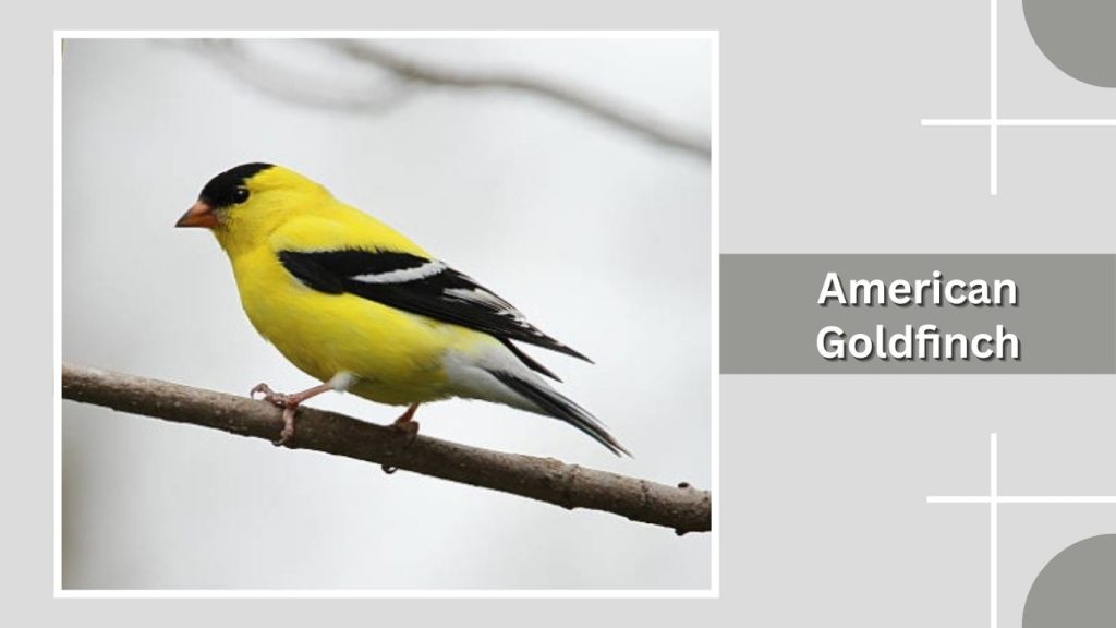 13 Small Yellow Bird: Species Identification With Pictures