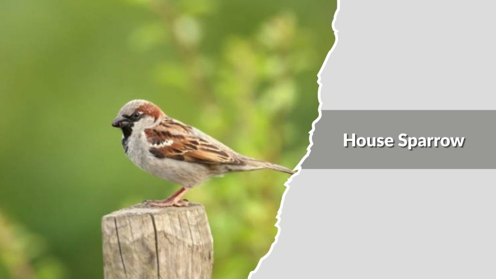 13 Small Brown Bird: Species Identification With Pictures