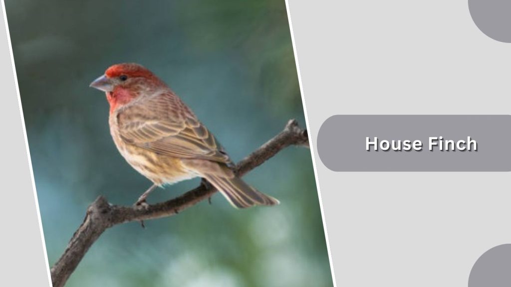 13 Small Bird with Red Head: Species Identification With Pictures