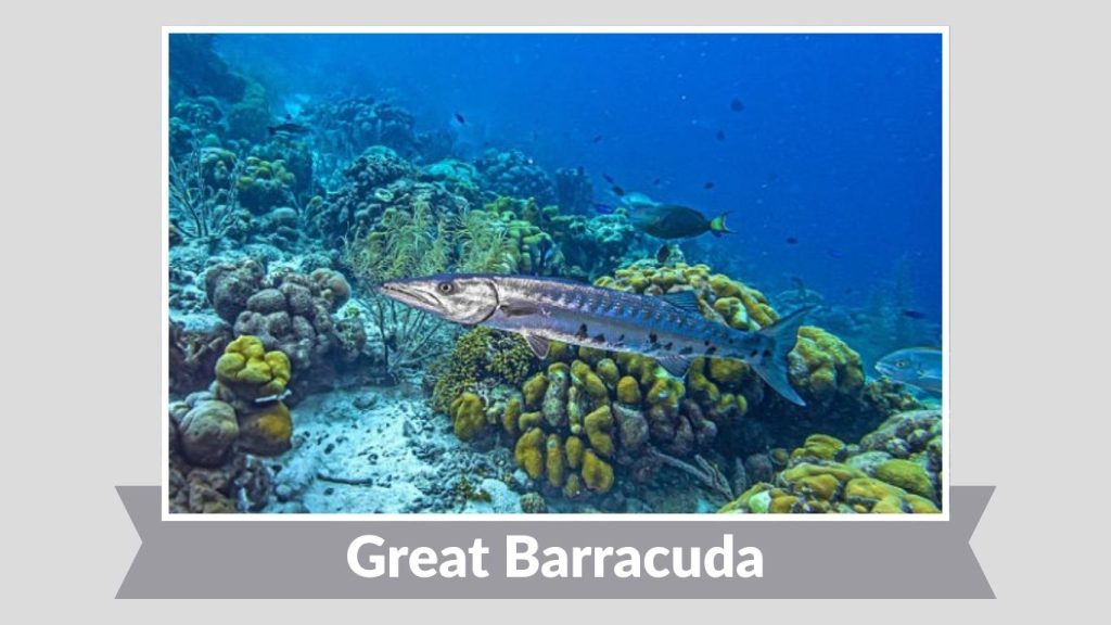 15 Types of Barracuda Fish: Identification with Picture