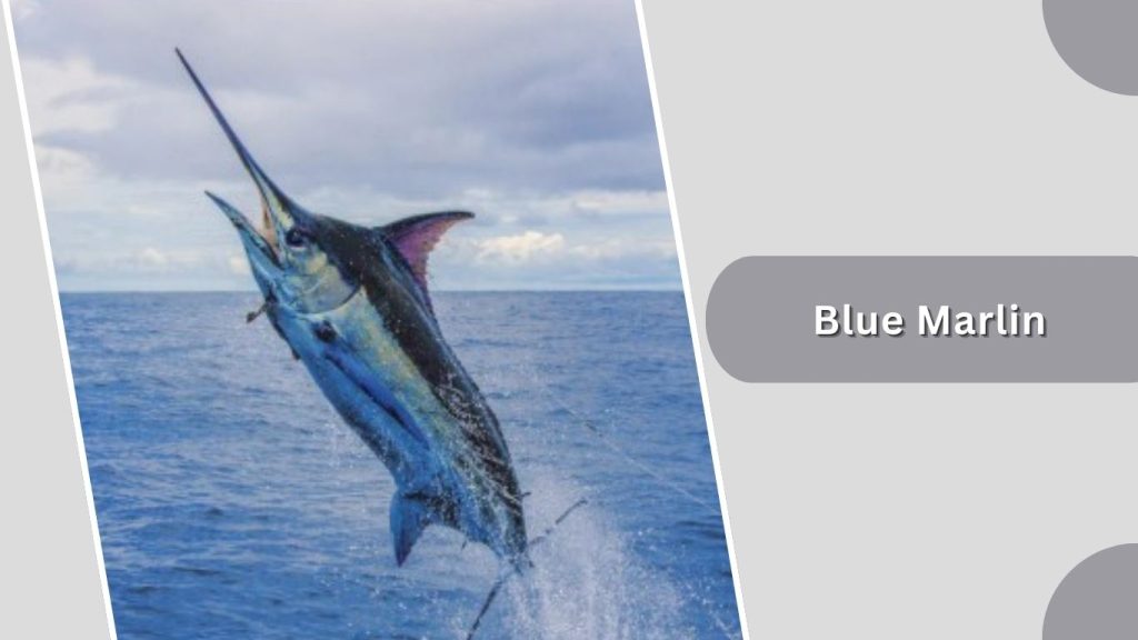 10 Types of Marlin Fish: Identification with Picture