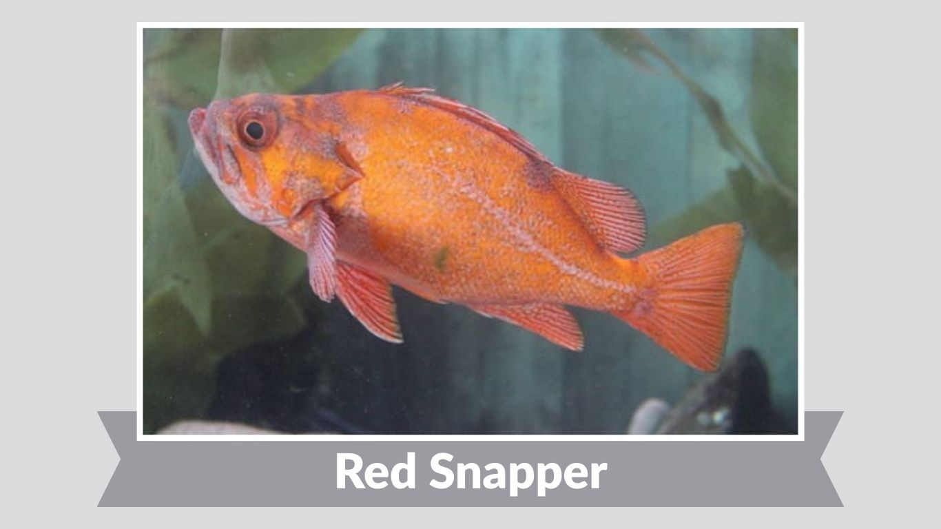 25 Types of Snapper Fish: Different Species Identification with Pictures