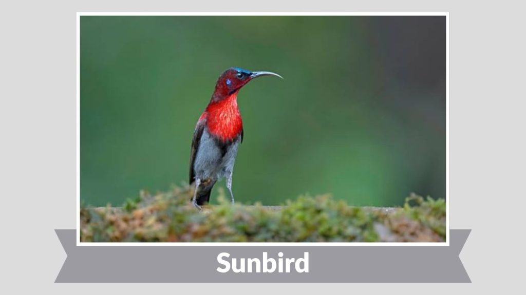 17 Small Birds with Long Beaks: Identification with Pictures