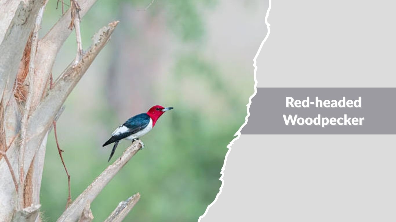 13 Types of Black Birds with Red Head: Identification with Picture