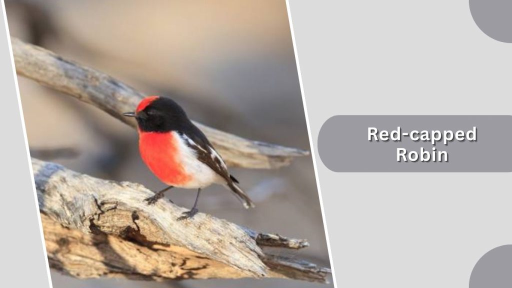 10 Types of Small Bird with Red Cap on Head: Id with Picture