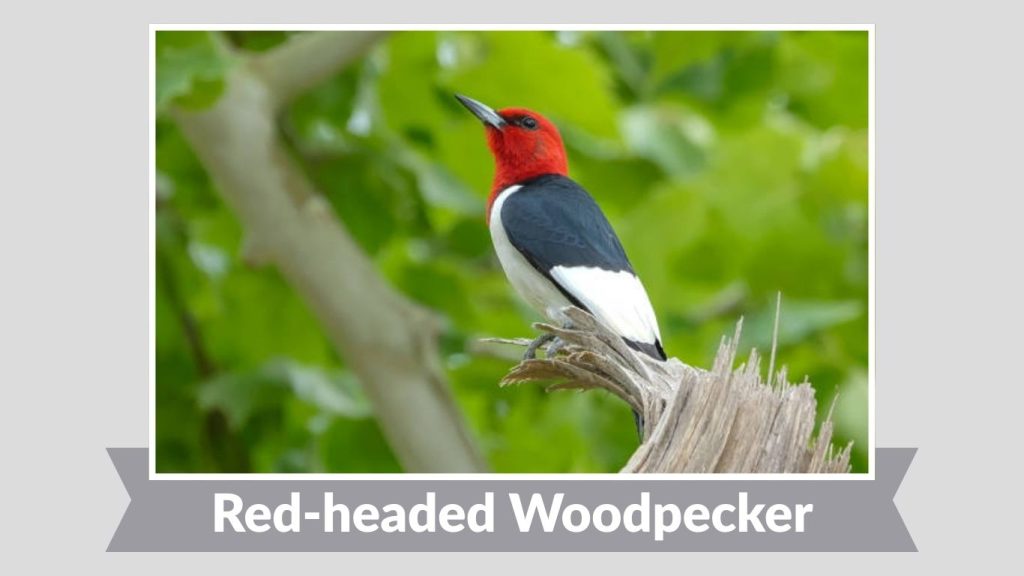 15 Types of Black and White Bird with Red Head: Id with Picture
