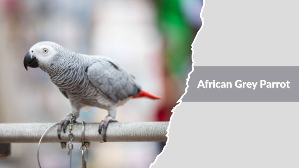 15 Types of Talking Birds: Habitat, Diet, Identification with Pictures