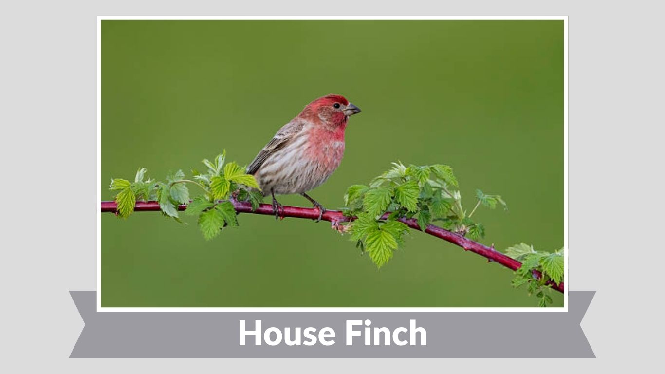 12 Types of Small Brown Bird with Red Head: ID with Picture