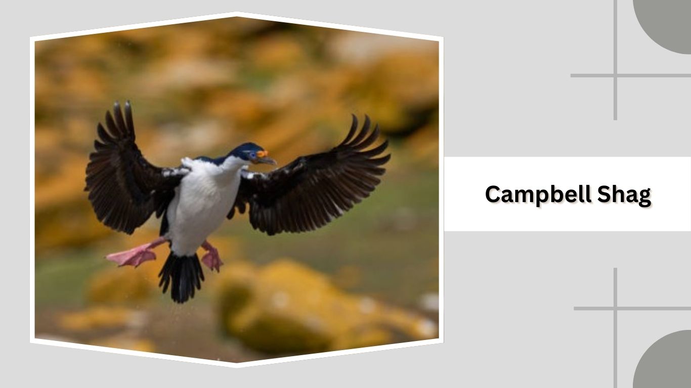 25 Types of Cormorant: Identification with Picture