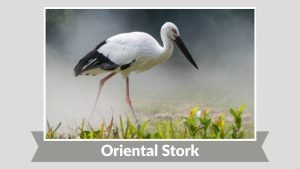19 Common Types of Stork Birds: Species Identification with Pictures