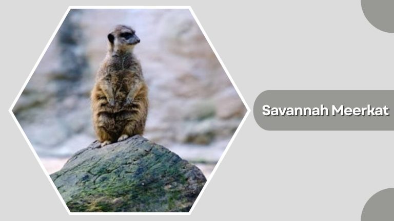 21 Types of Meerkat Animals: Species Identification with Pictures