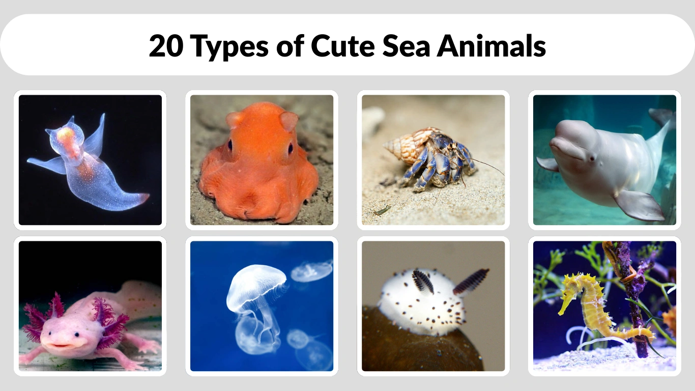 20 Types of Cute Sea Animals: Diet, Habitat, Identification with Pitures