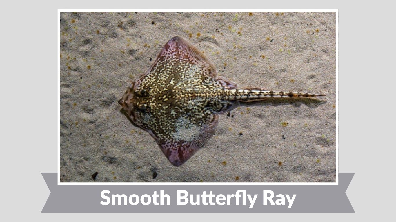 25 Types of Stingray Fish: Identification with Picture
