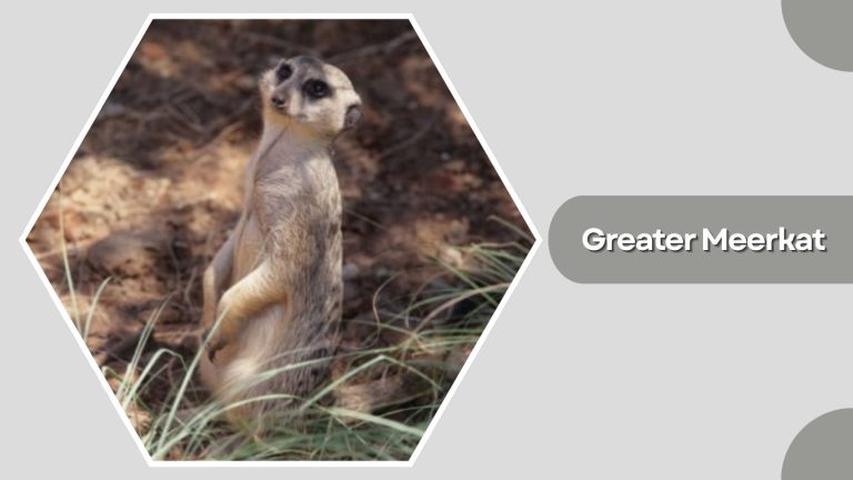 21 Types of Meerkat Animals: Species Identification with Pictures