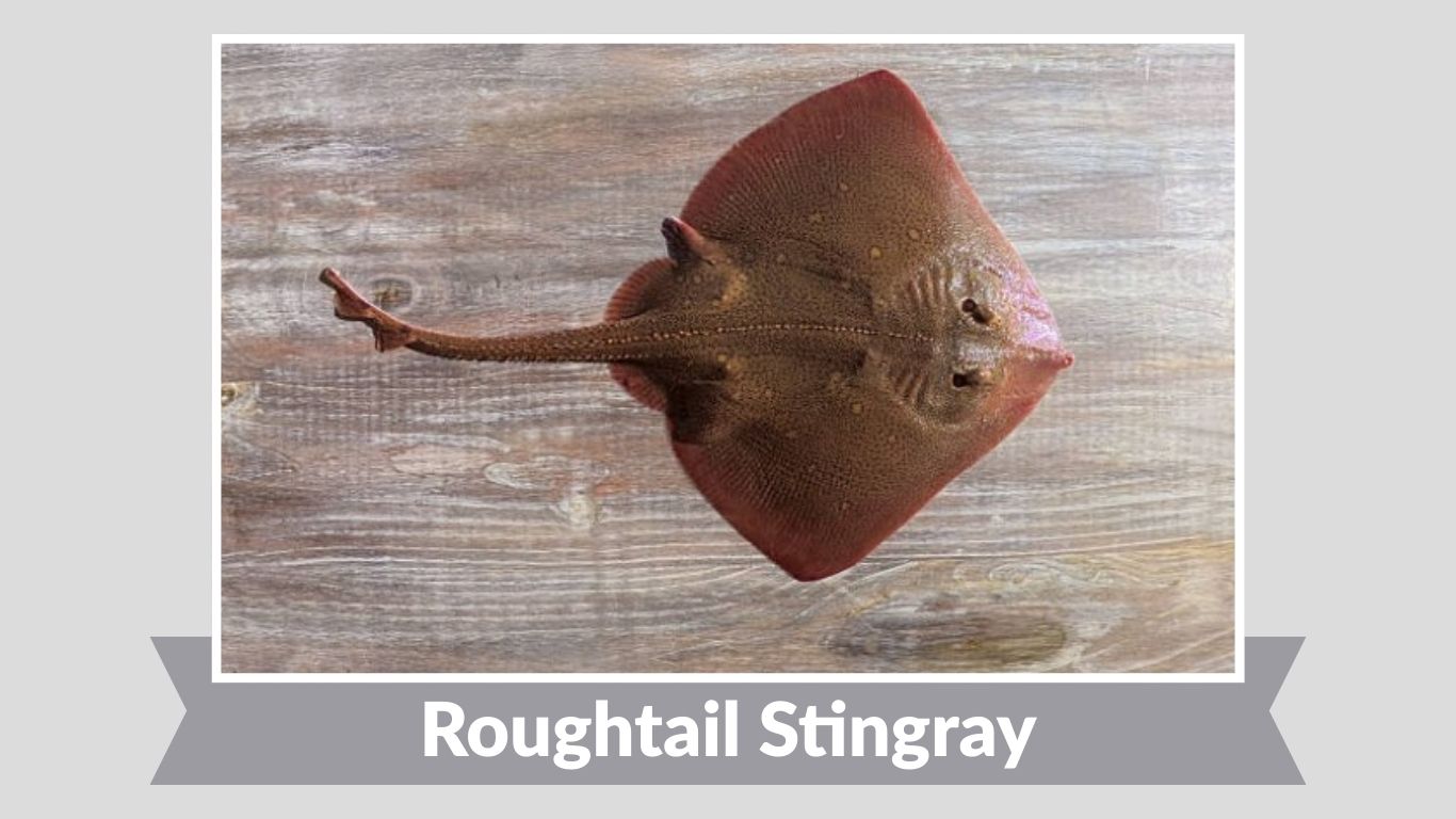 25 Types of Stingray Fish: Identification with Picture
