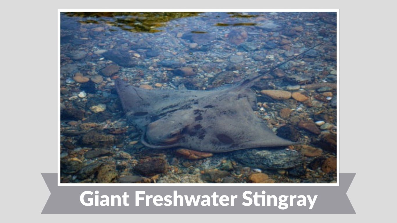 25 Types of Stingray Fish: Identification with Picture