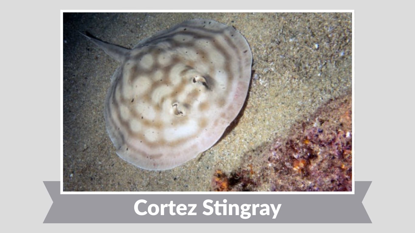 25 Types of Stingray Fish: Identification with Picture