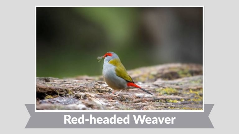 25 Birds with Red on the Head – Identification and Facts