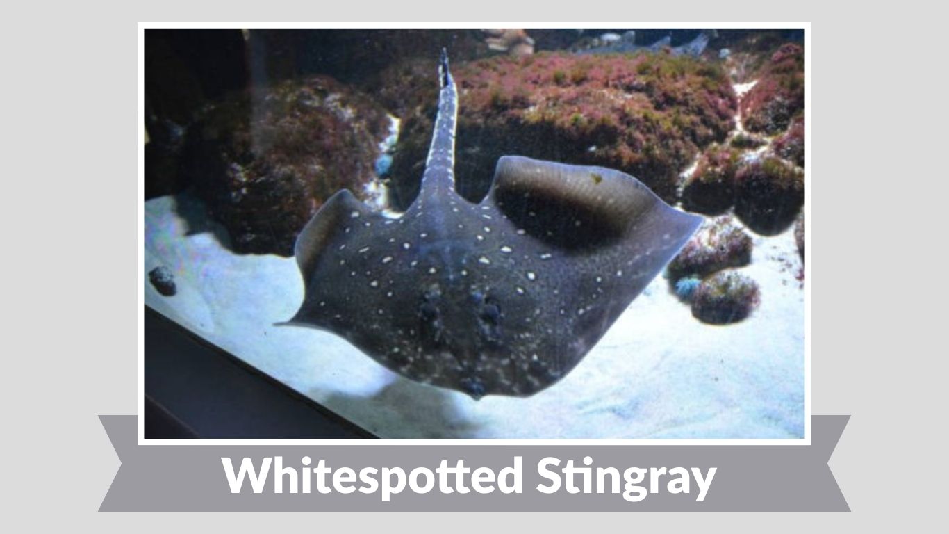 25 Types of Stingray Fish: Identification with Picture