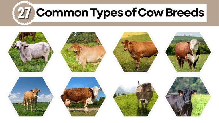 27 Common Types of Cow Breeds: Identification with Pictures