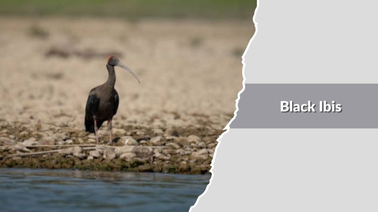 29 Types of Ibis: Identification with Picture