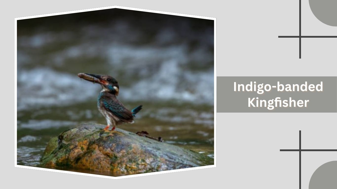 27 Common Types of Kingfisher Birds (With Species Names)