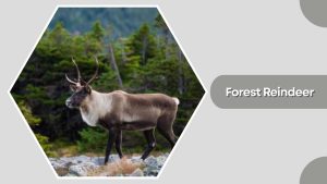 15 Types of Reindeer From Arctic Tundra to Forest Lands