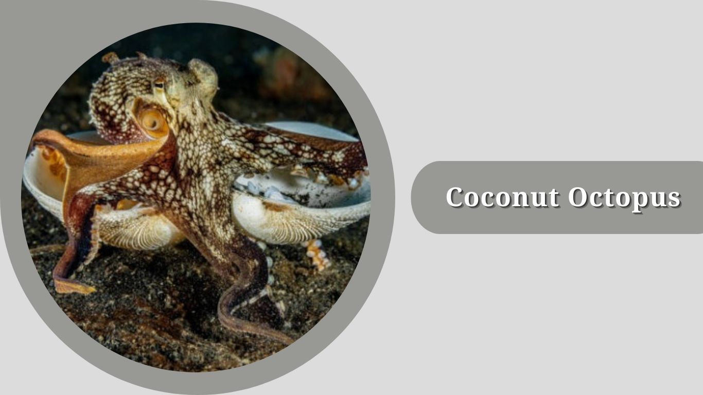 10 Types of Cute Octopus You’ll Love to Discover (ID & Pictures)