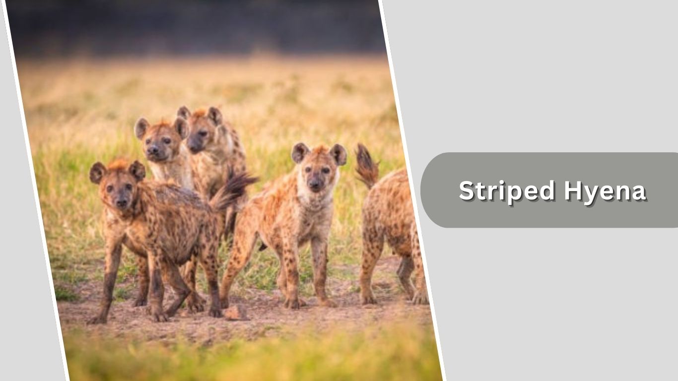 10 Types of Hyena: Species Identification with Pictures