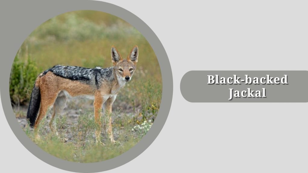 7 Types of Jackal: Species Identification with Pictures