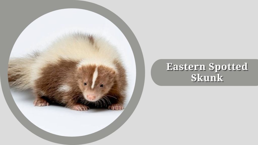 15 Types of Skunk: Species Identification with Pictures