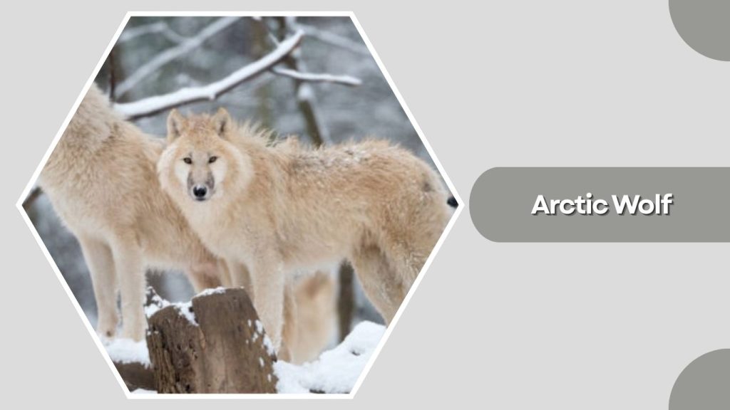 20 Types of Wolves: Species Identification with Pictures