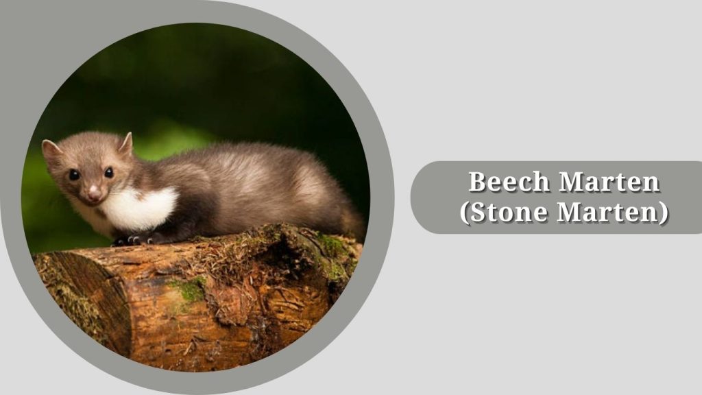 8 Types of Marten: Identification with Picture
