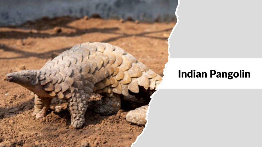 10 Types of Pangolin Animals: Different Species Identification with ...