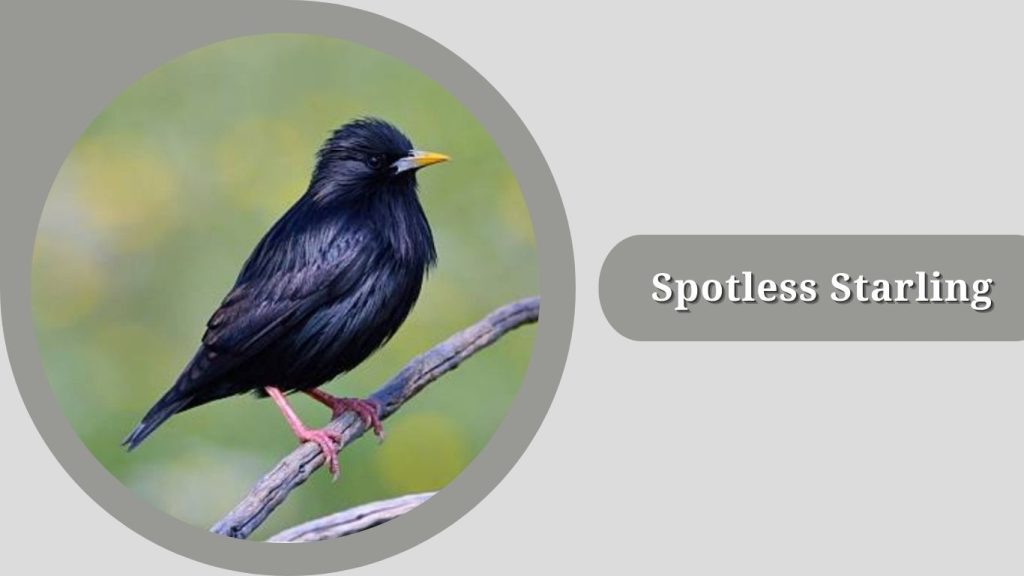 21 Common Types of Starling: Habitat, Range, Behaviour and Nest