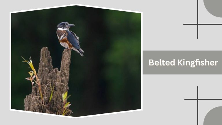 27 Common Types of Kingfisher Birds (With Species Names)