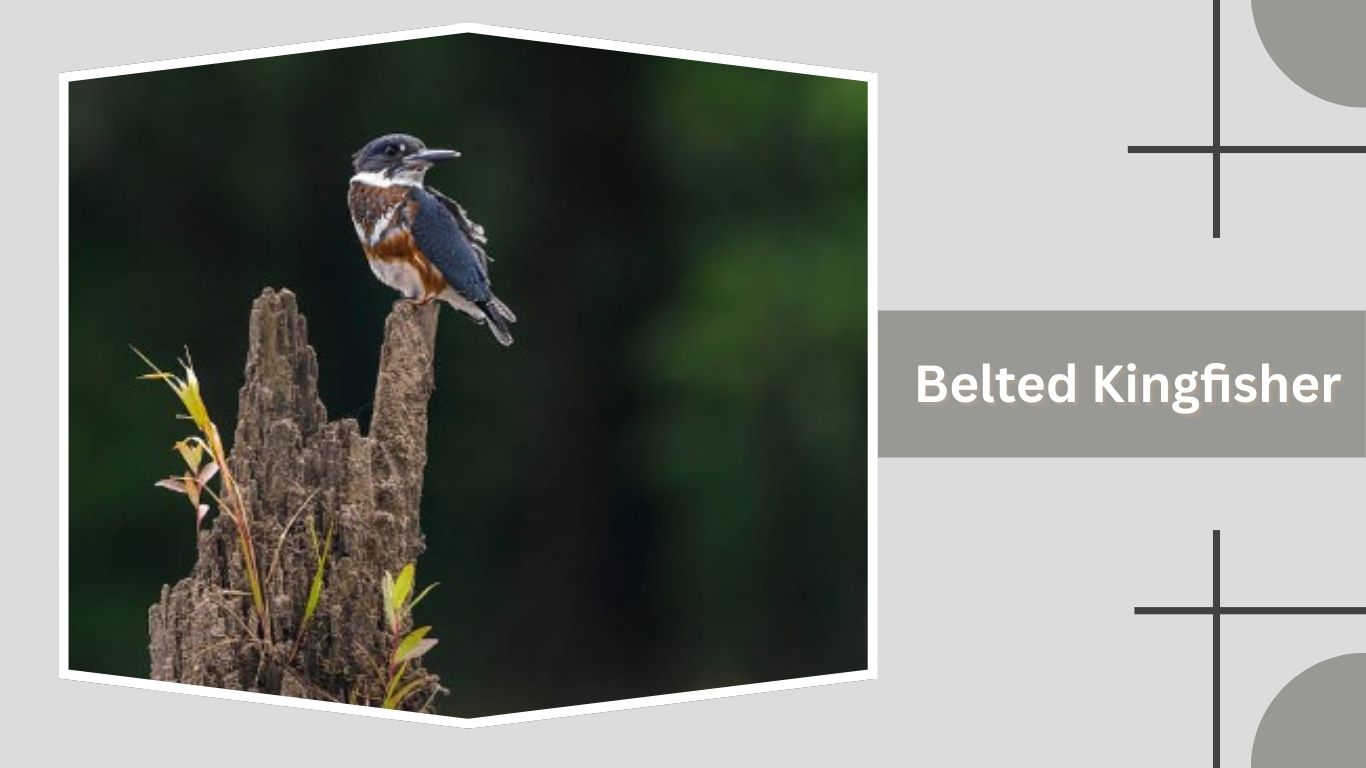 27 Common Types of Kingfisher Birds (With Species Names)