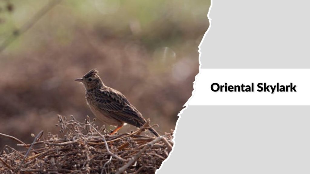 8 Types of Skylark: Different Species Identification