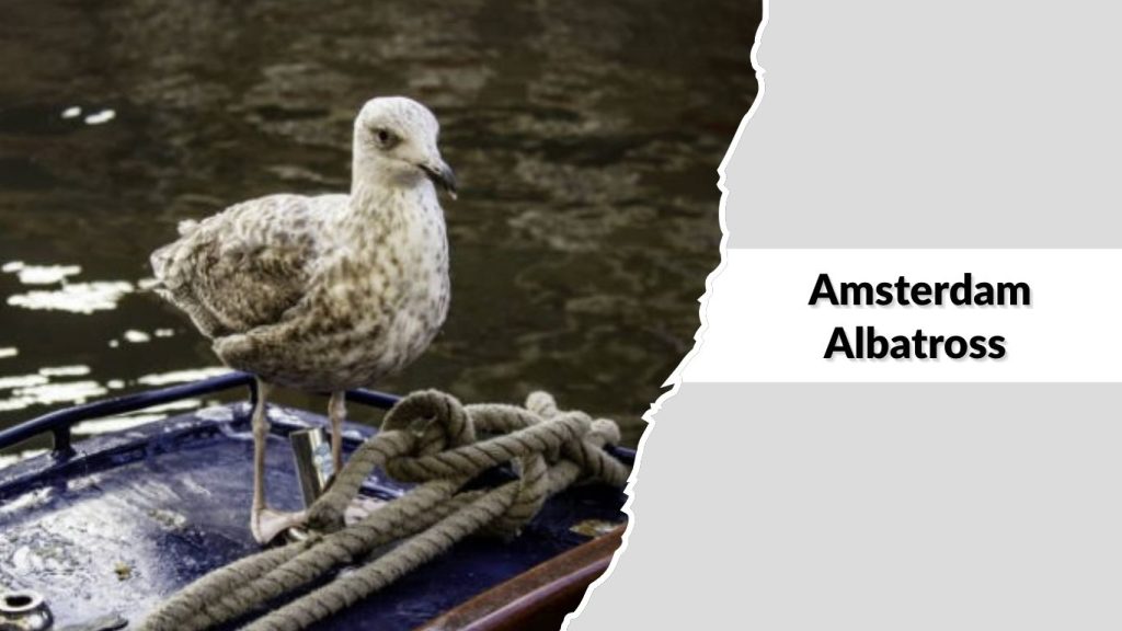 22 Types of Albatross Bird: Different Species Identification